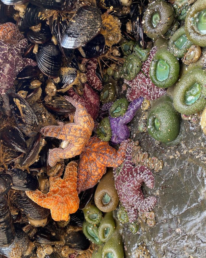 Oregon coast tide pools - Oregon's North Coast